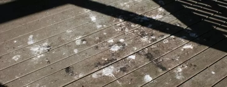 Bird Dropping Removal | Pigeon Guano Cleaning London